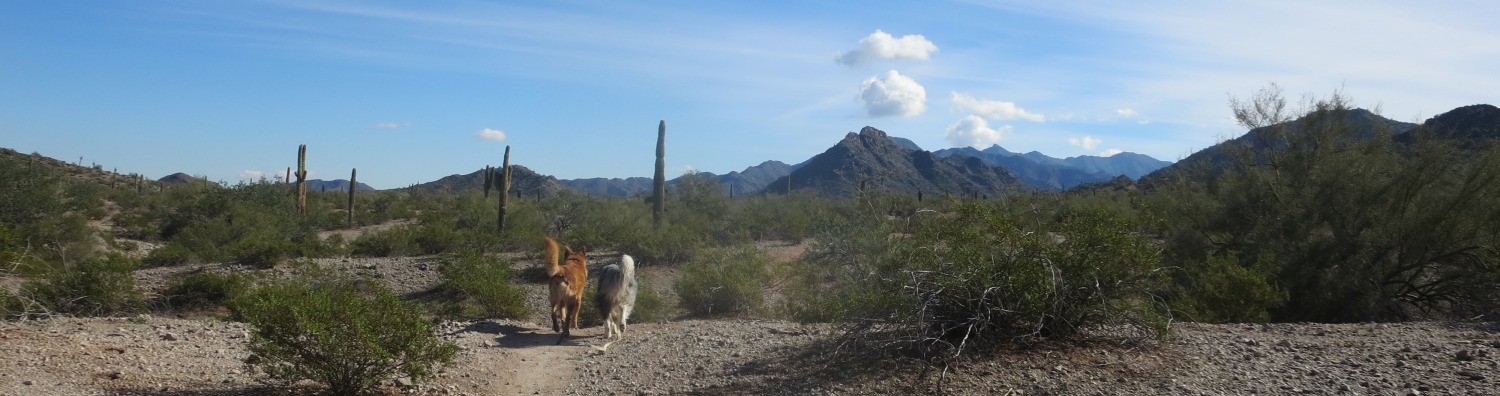 Jonas Merlin – 3 Lost Dogs